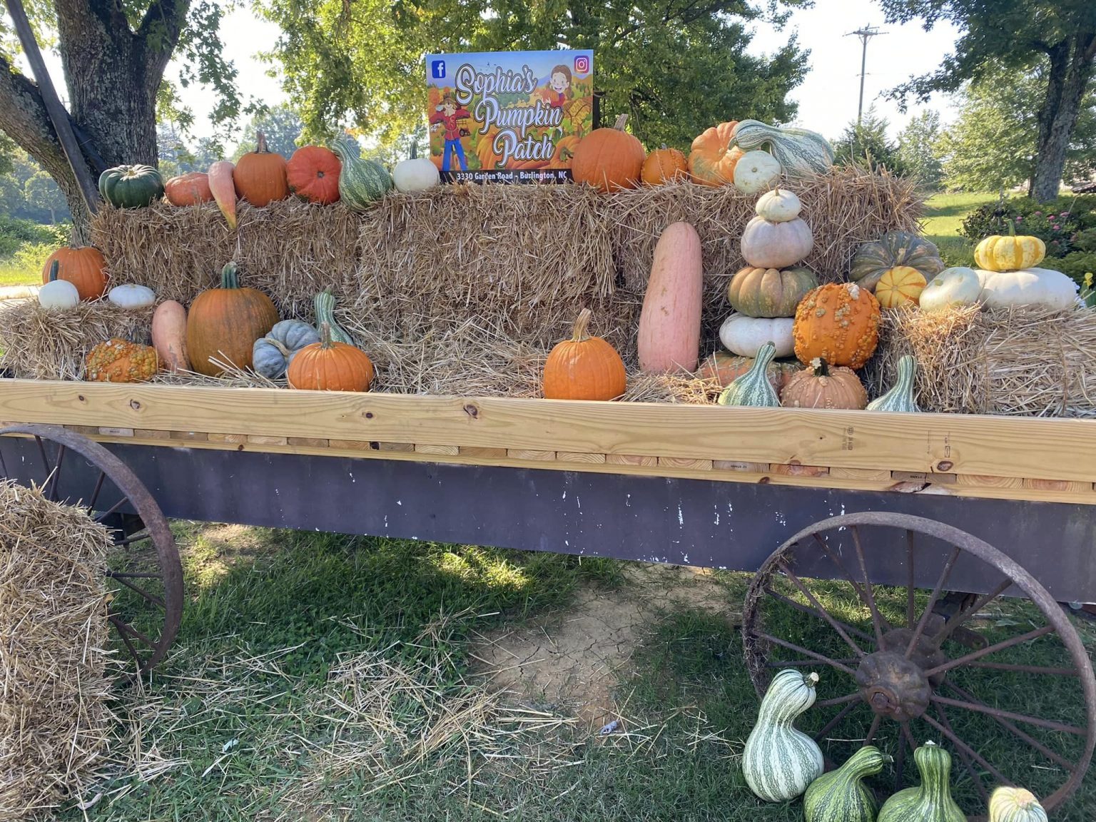 Sophia's Pumpkin Patch - Retail Location of Fogleman Farms in ...